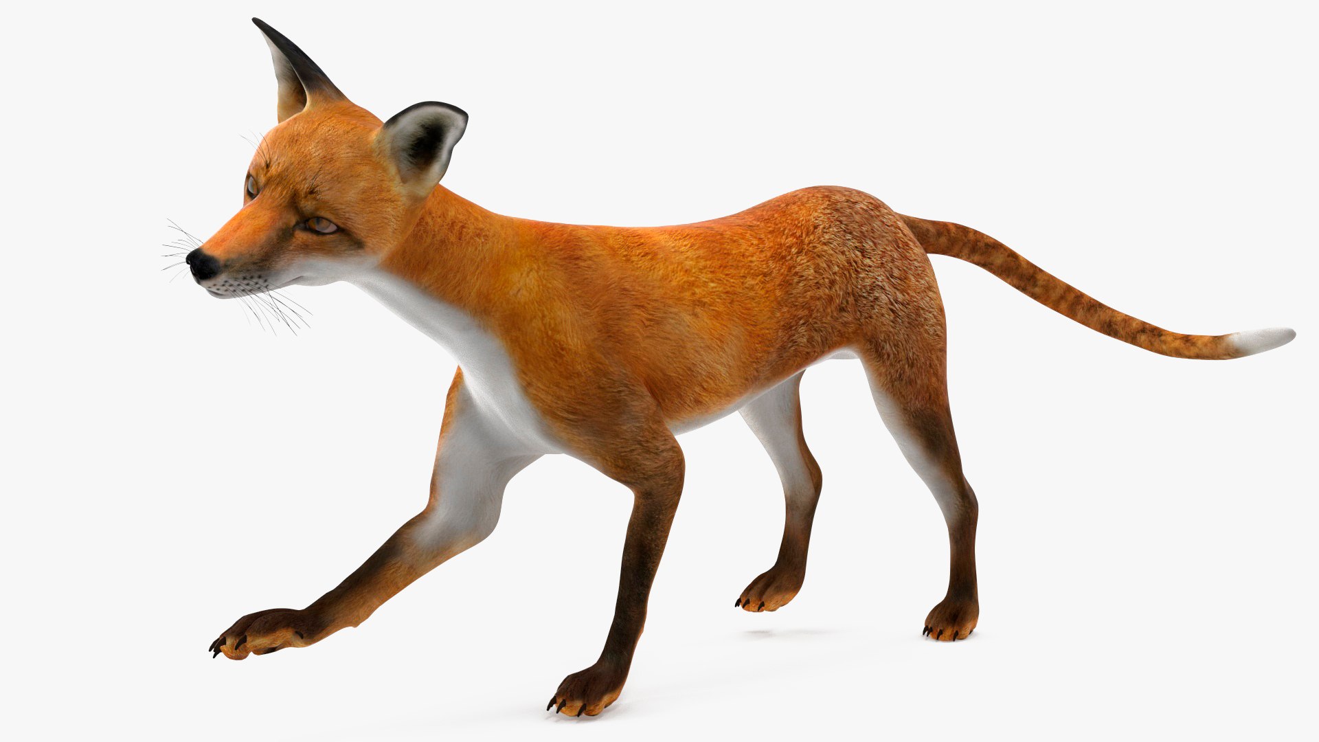 3D Wild European Fox Rigged Model - TurboSquid 2186769