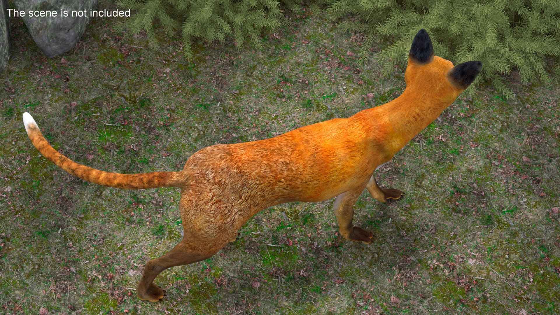 3D Wild European Fox Rigged Model - TurboSquid 2186769