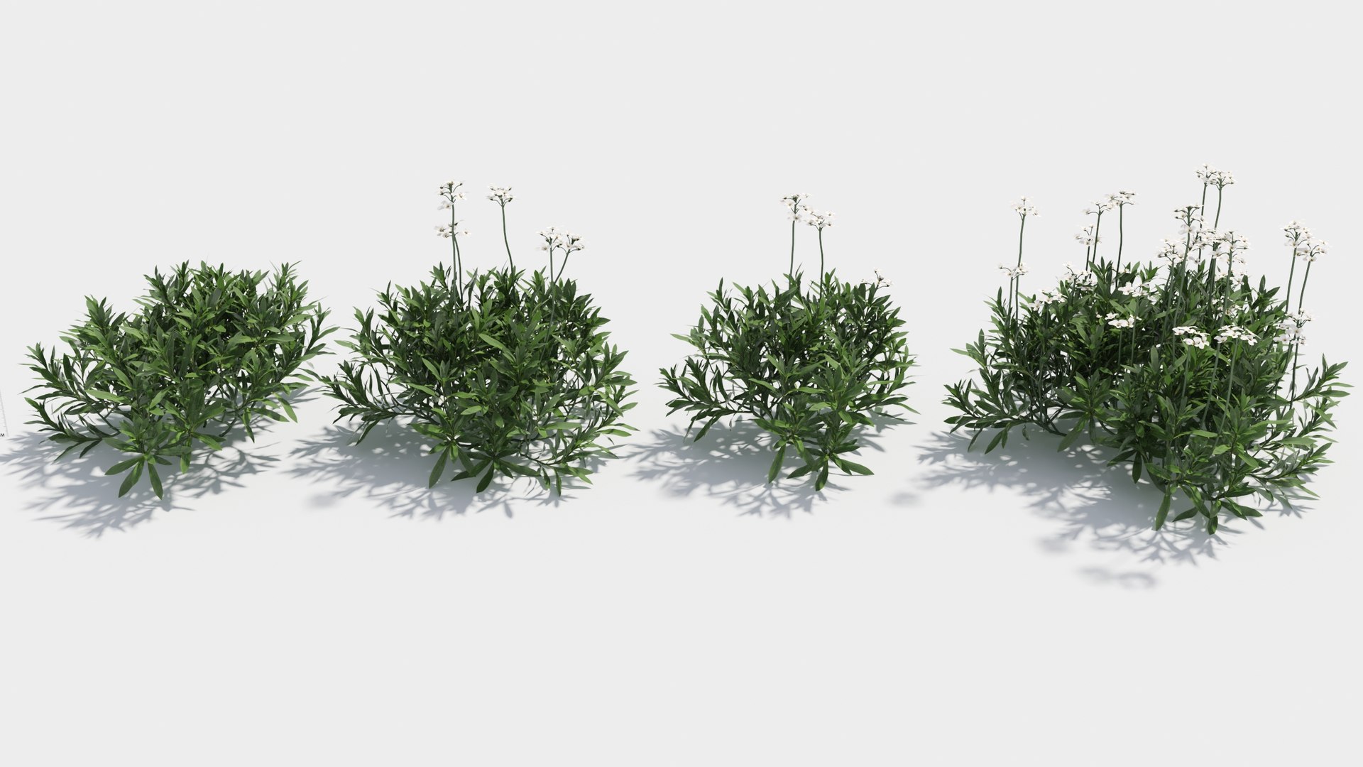 Iberis 3D Model - TurboSquid 1962843