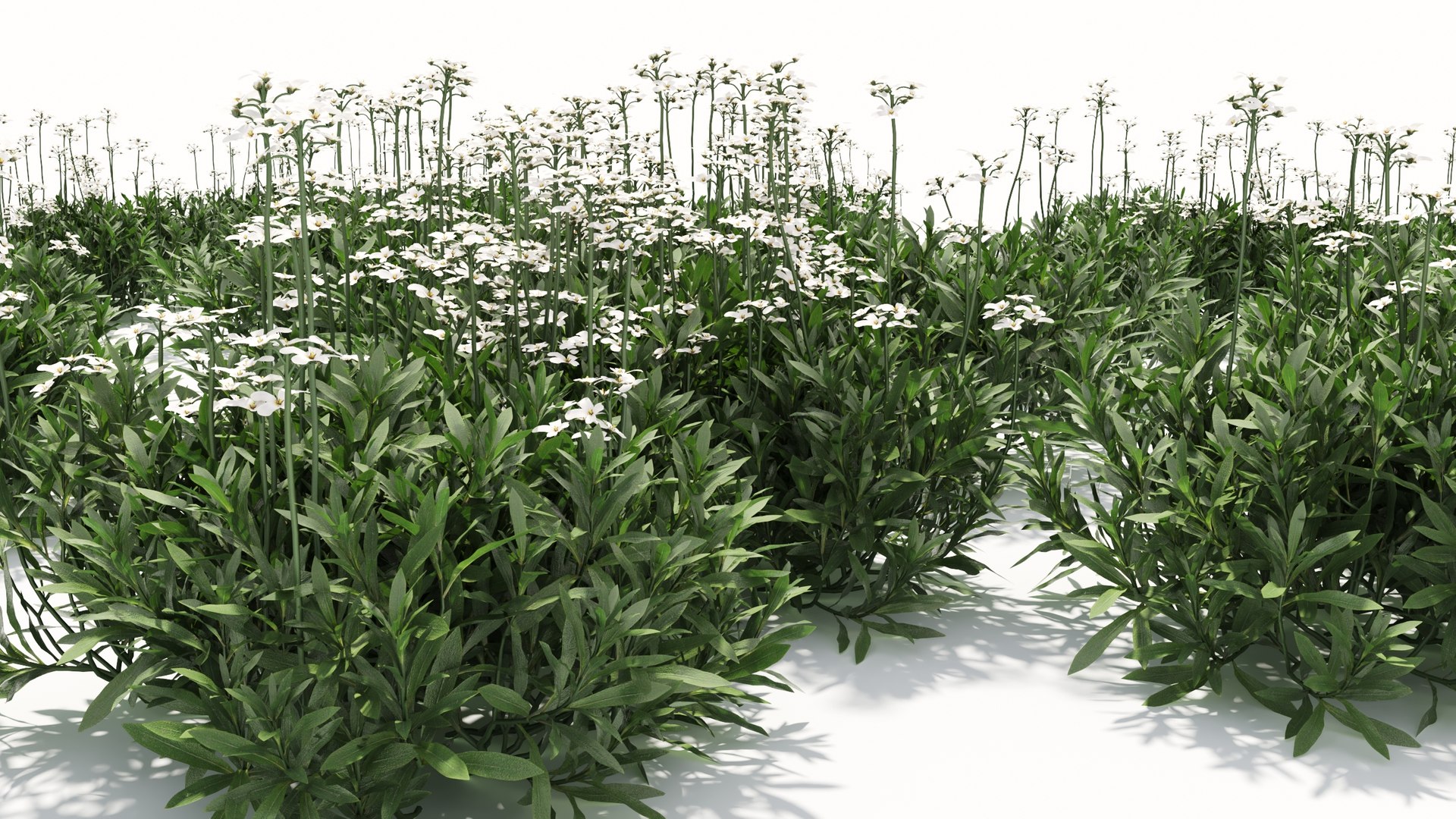 Iberis 3D Model - TurboSquid 1962843