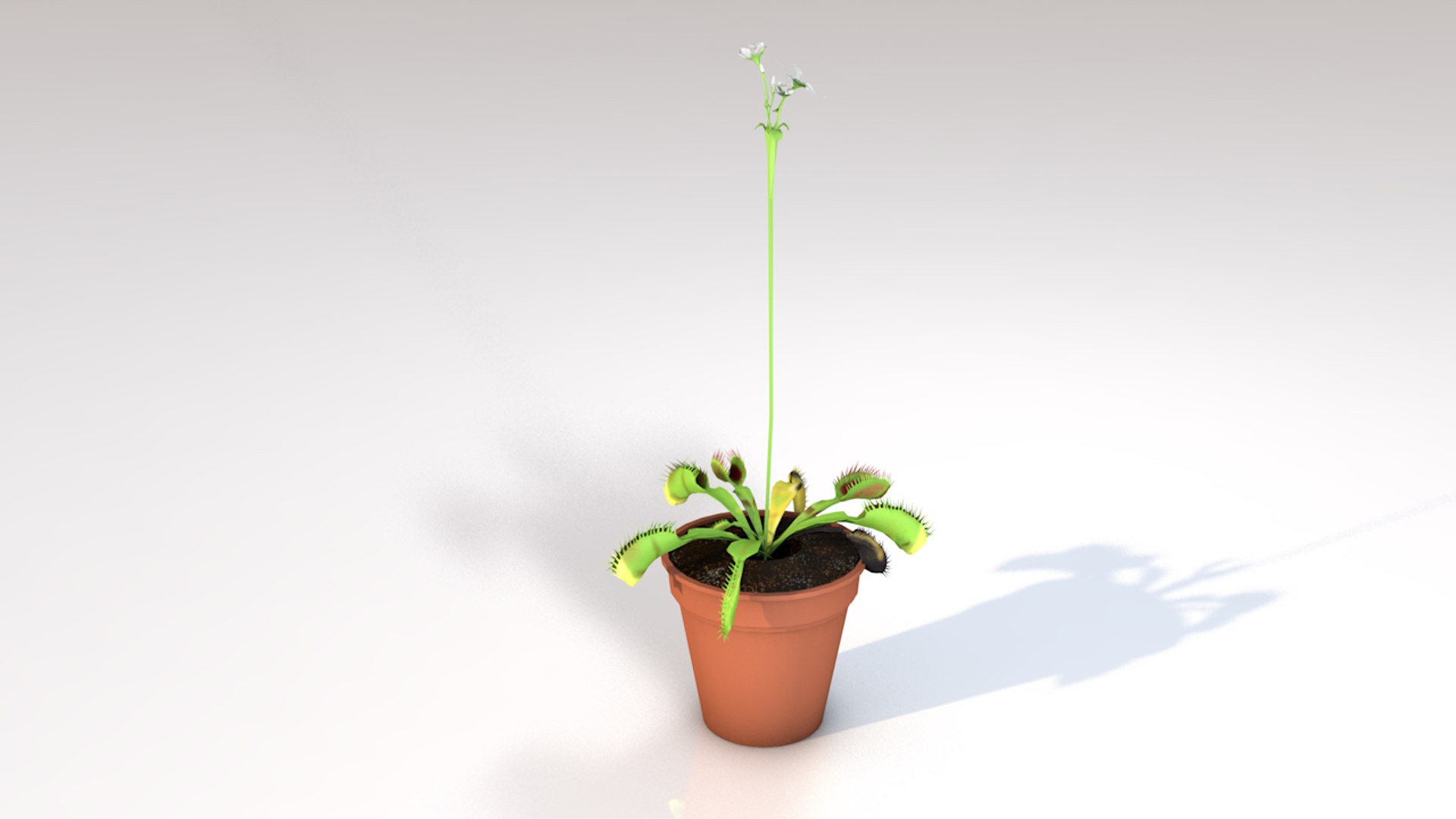 Drosera Carnivorous Plant 3D Model - TurboSquid 1374931