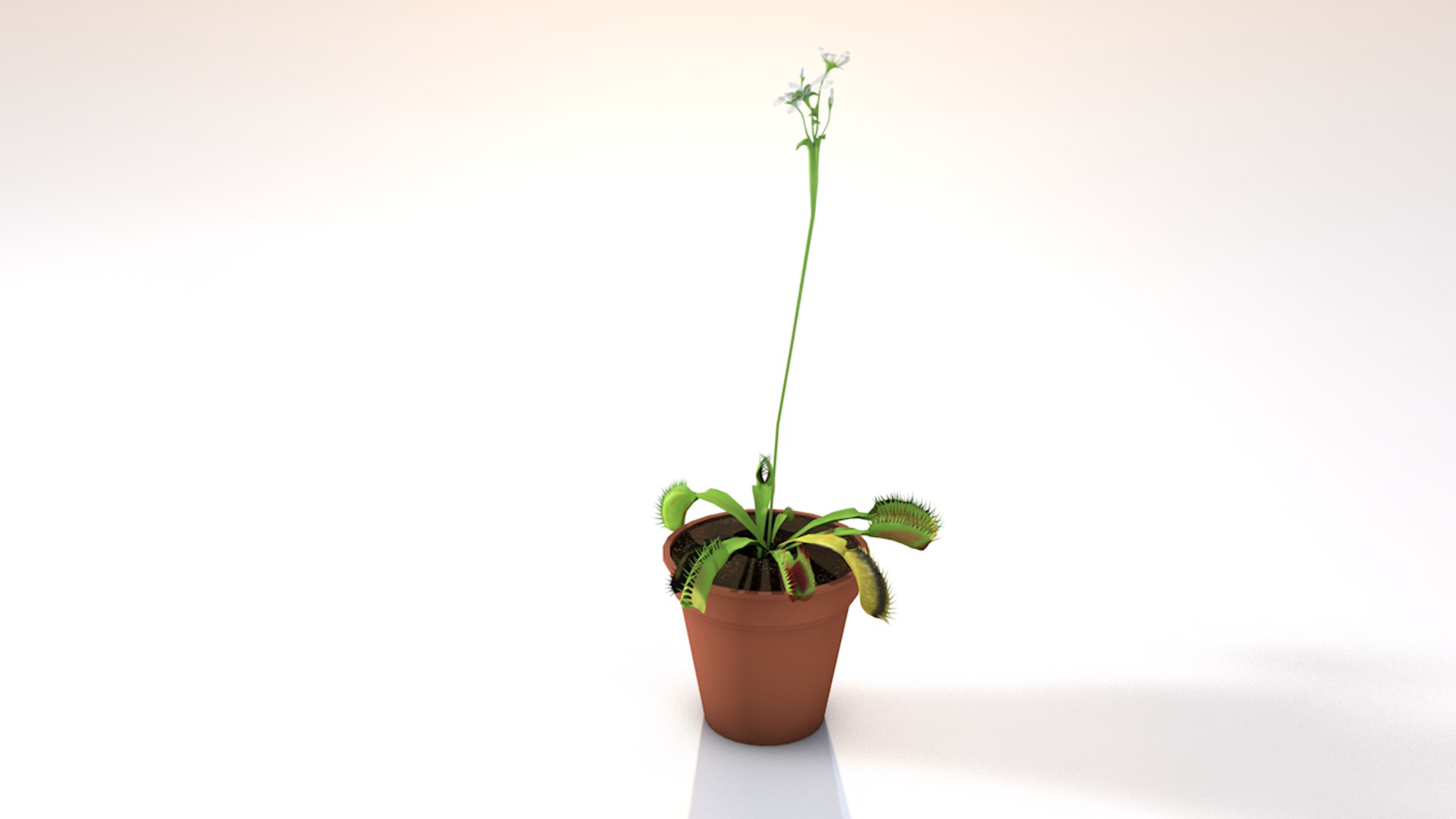 Drosera Carnivorous Plant 3D Model - TurboSquid 1374931