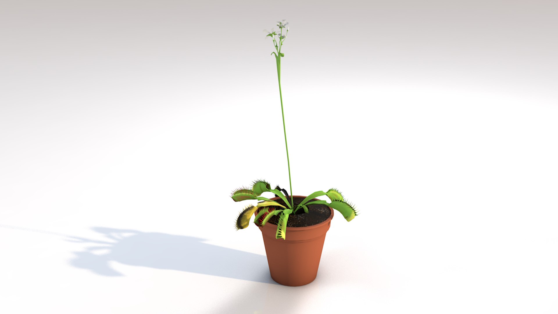 Drosera Carnivorous Plant 3D Model - TurboSquid 1374931