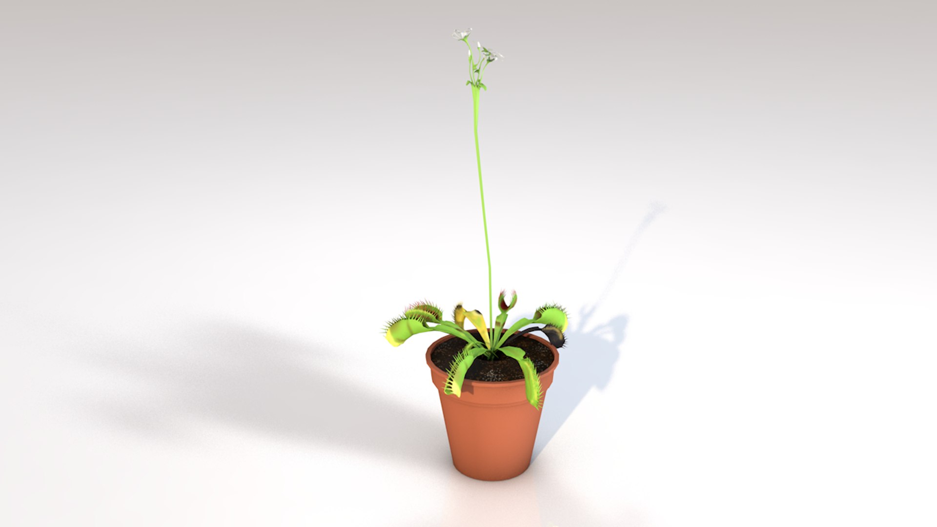 Drosera Carnivorous Plant 3D Model - TurboSquid 1374931