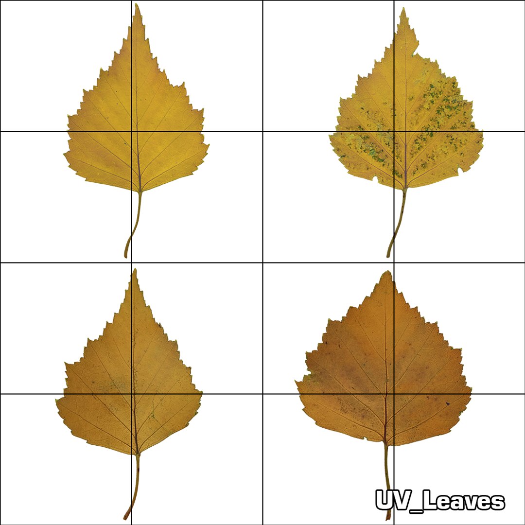 Birch Autumn 4 Tree Model - TurboSquid 1458113