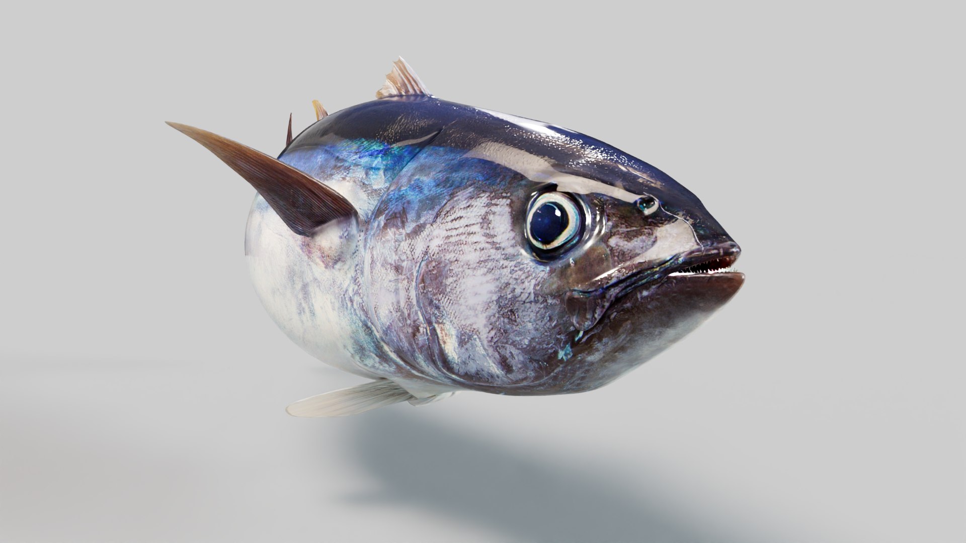 3D Model Tuna Fish Animated - TurboSquid 2350887