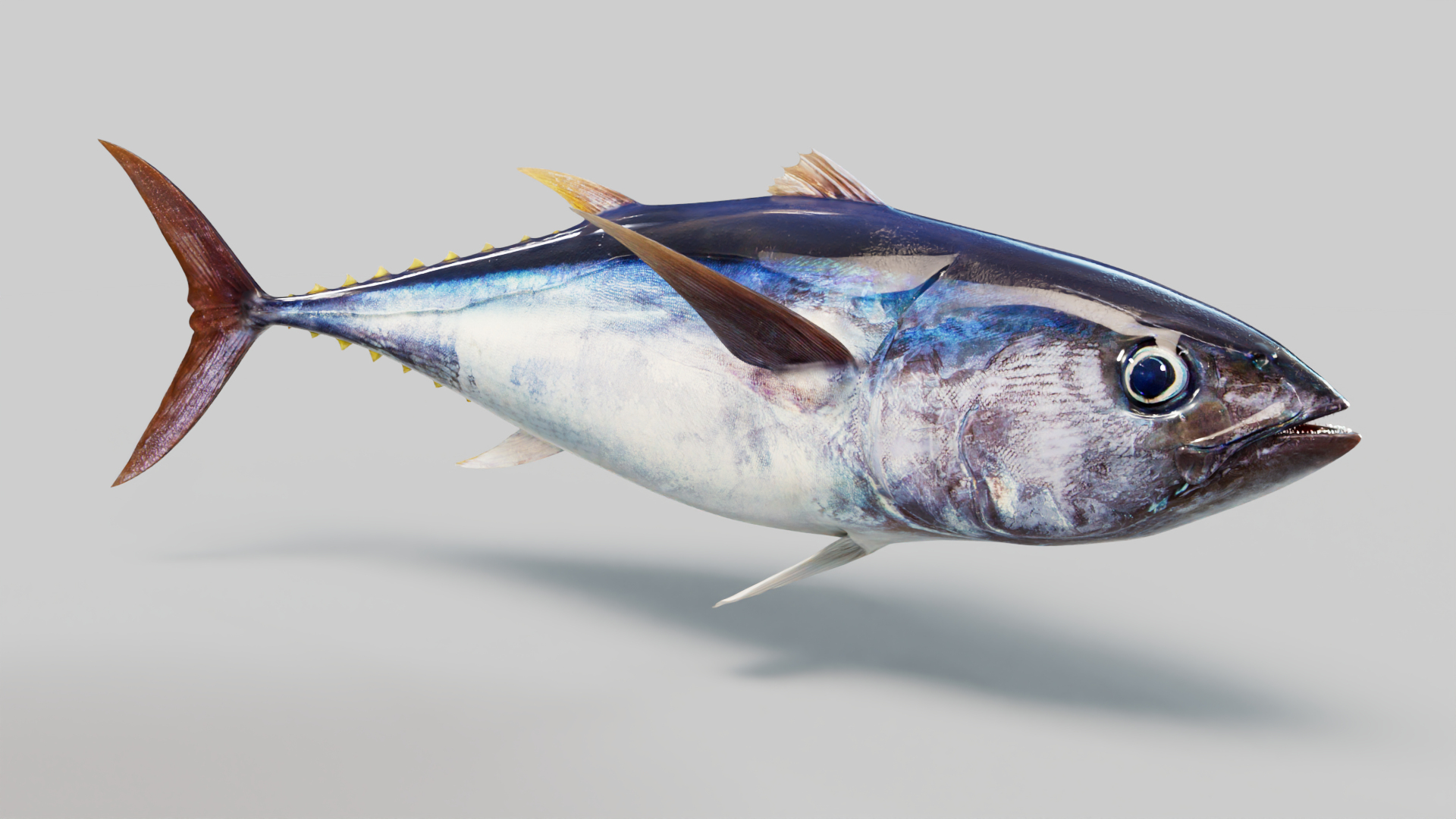 3D Model Tuna Fish Animated - TurboSquid 2350887