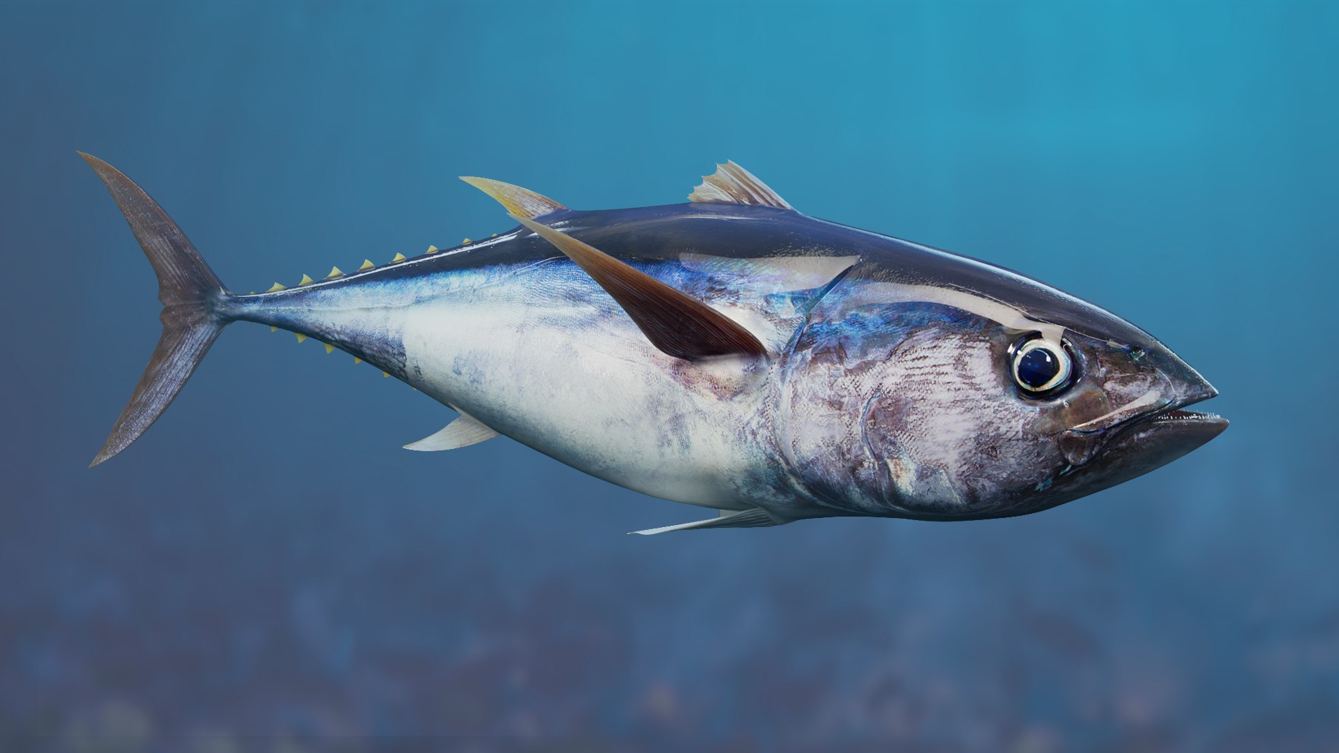 3D Model Tuna Fish Animated - TurboSquid 2350887