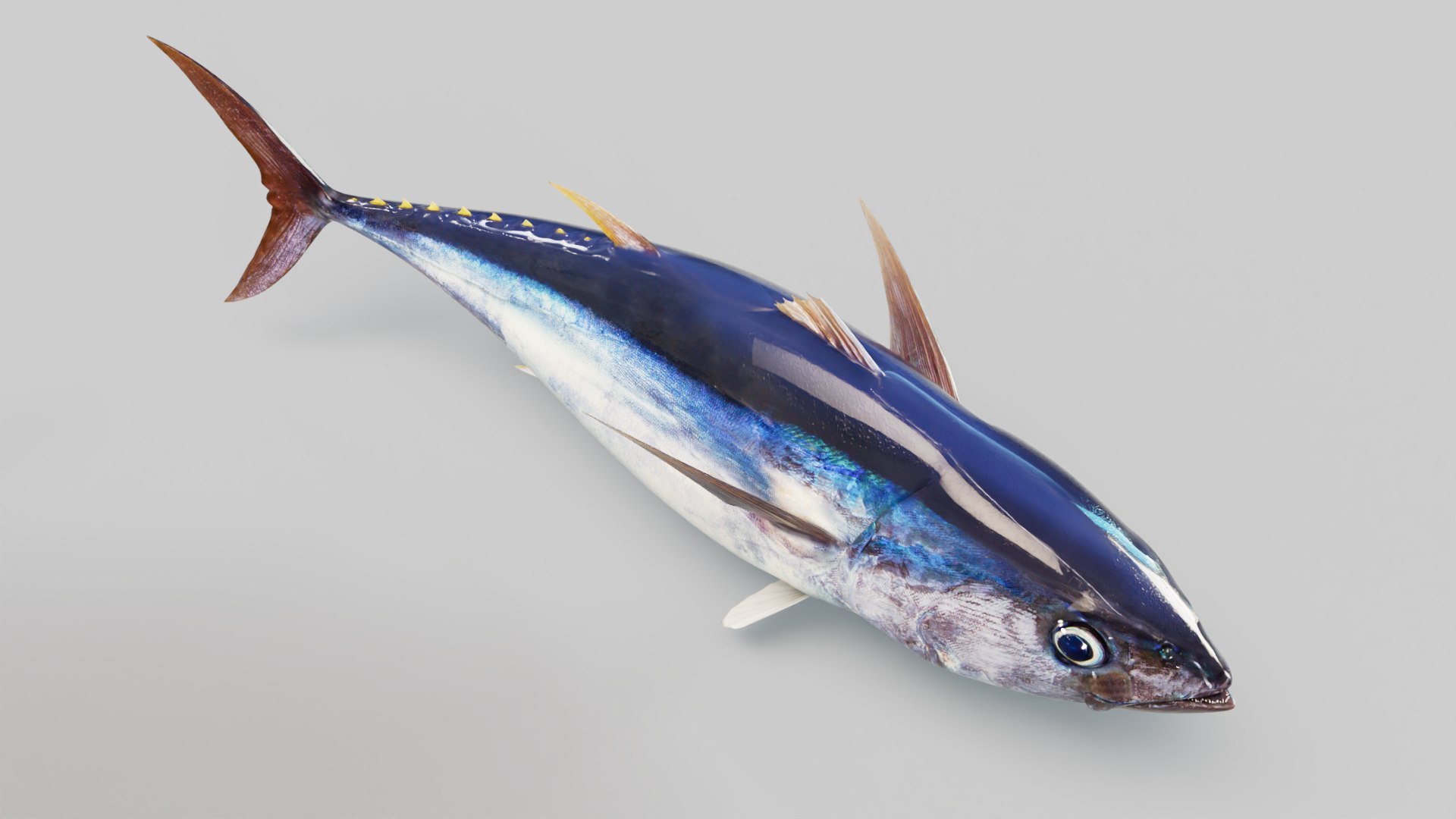 3D Model Tuna Fish Animated - TurboSquid 2350887