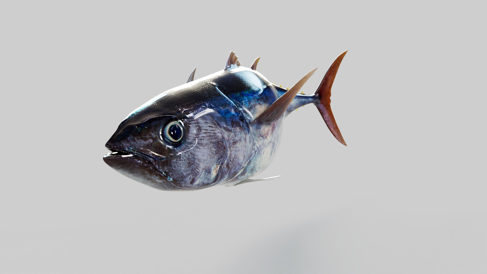 3D Model Tuna Fish Animated - TurboSquid 2350887