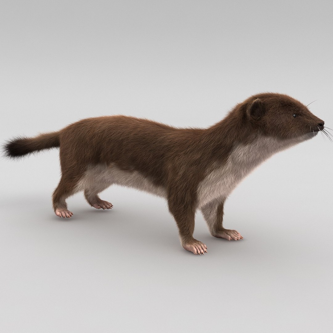 3d Model Weasel Fur