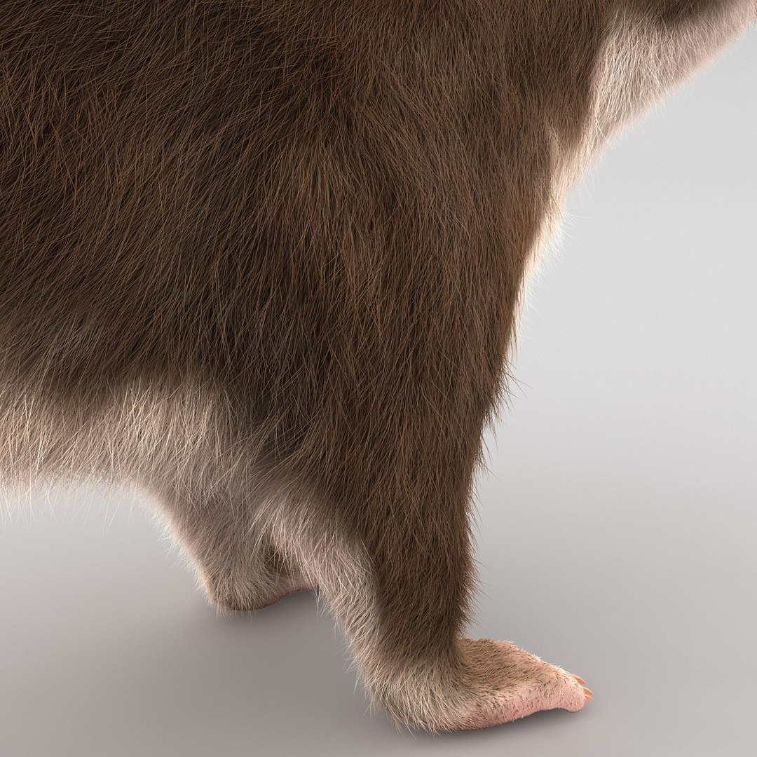 3d Model Weasel Fur