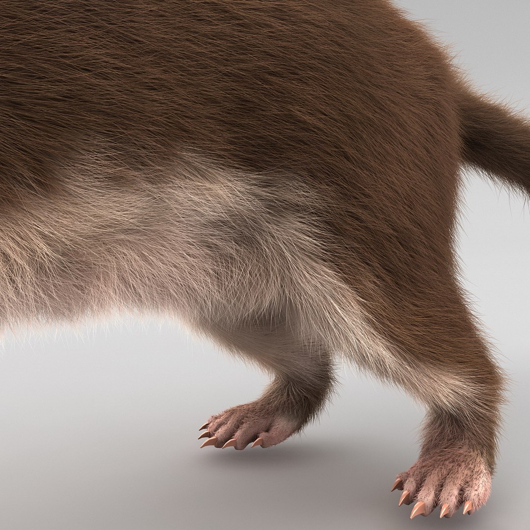 3d Model Weasel Fur