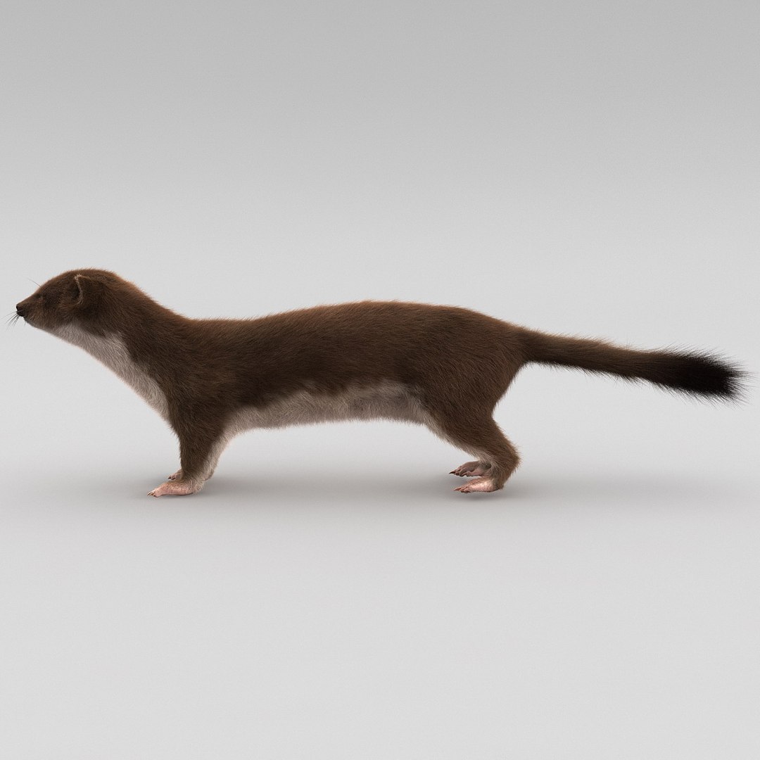 3d Model Weasel Fur