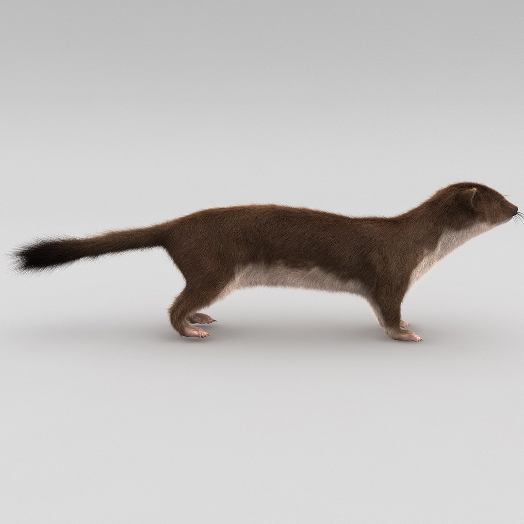 3d Model Weasel Fur