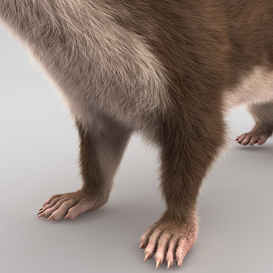 3d Model Weasel Fur