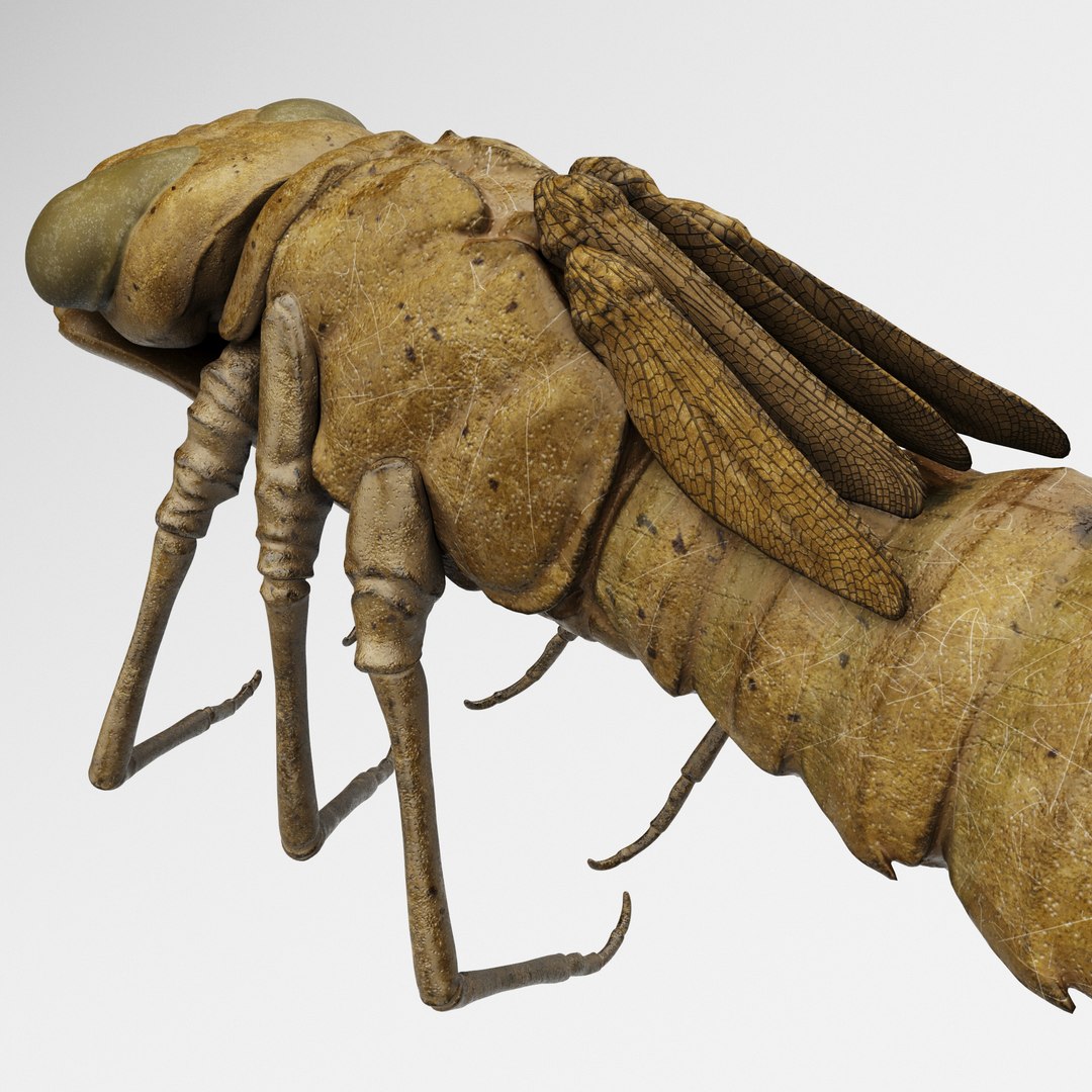 3D Molt Anax Imperator Rigged - TurboSquid 2074549