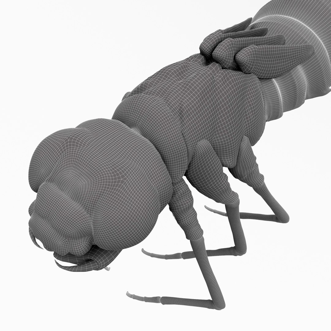 3D Molt Anax Imperator Rigged - TurboSquid 2074549