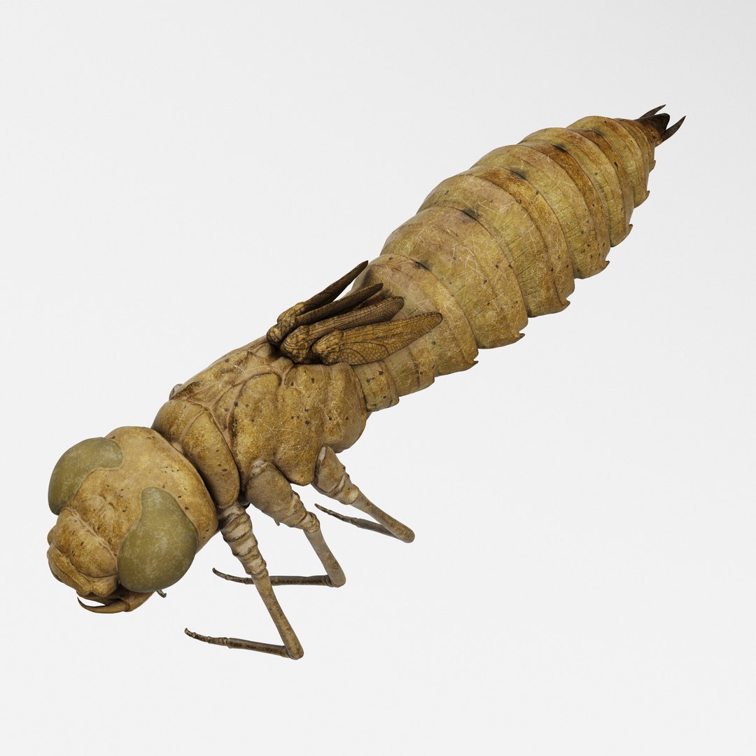 3D Molt Anax Imperator Rigged - TurboSquid 2074549