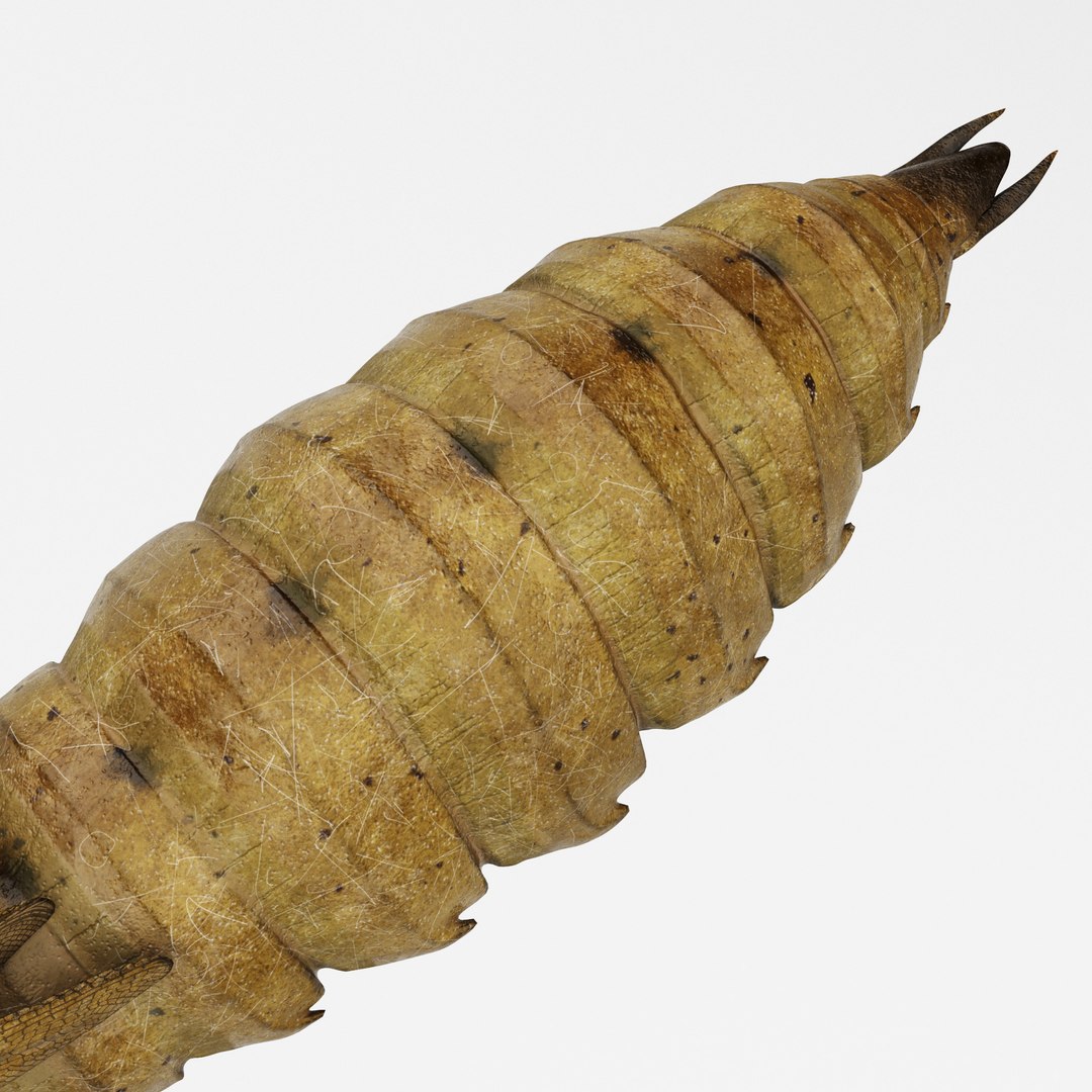 3D Molt Anax Imperator Rigged - TurboSquid 2074549