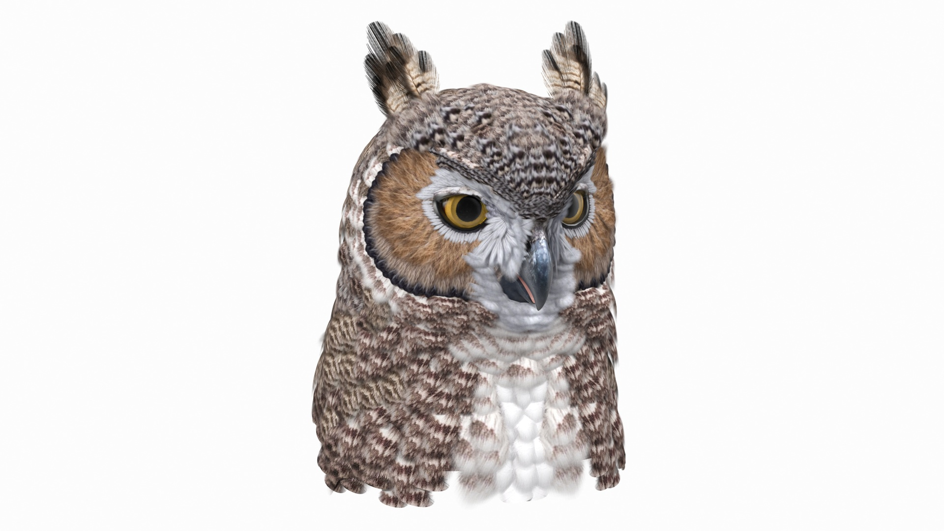 3D great horned owl head - TurboSquid 1518901