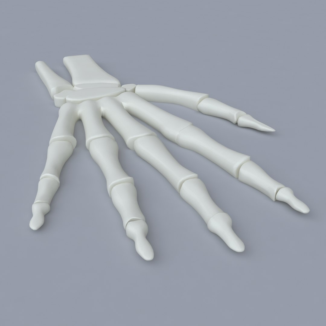 3d Palm Skeleton Model