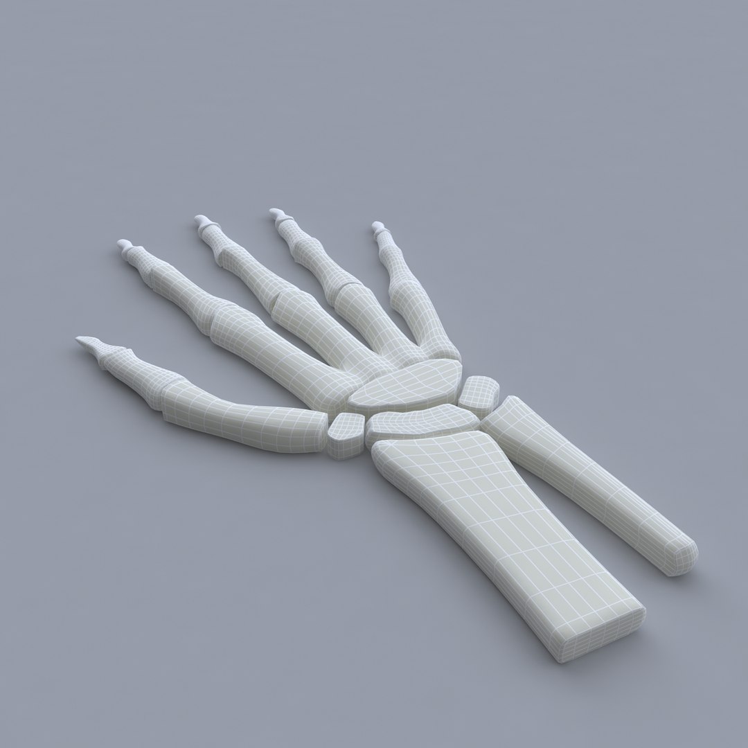 3d Palm Skeleton Model