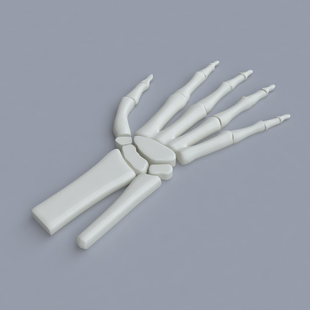 3d Palm Skeleton Model