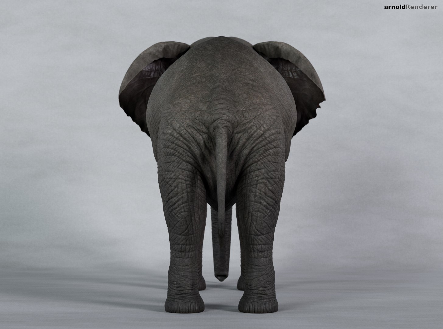 Production Ready Elephant model - No rig 3D model - TurboSquid 2021742