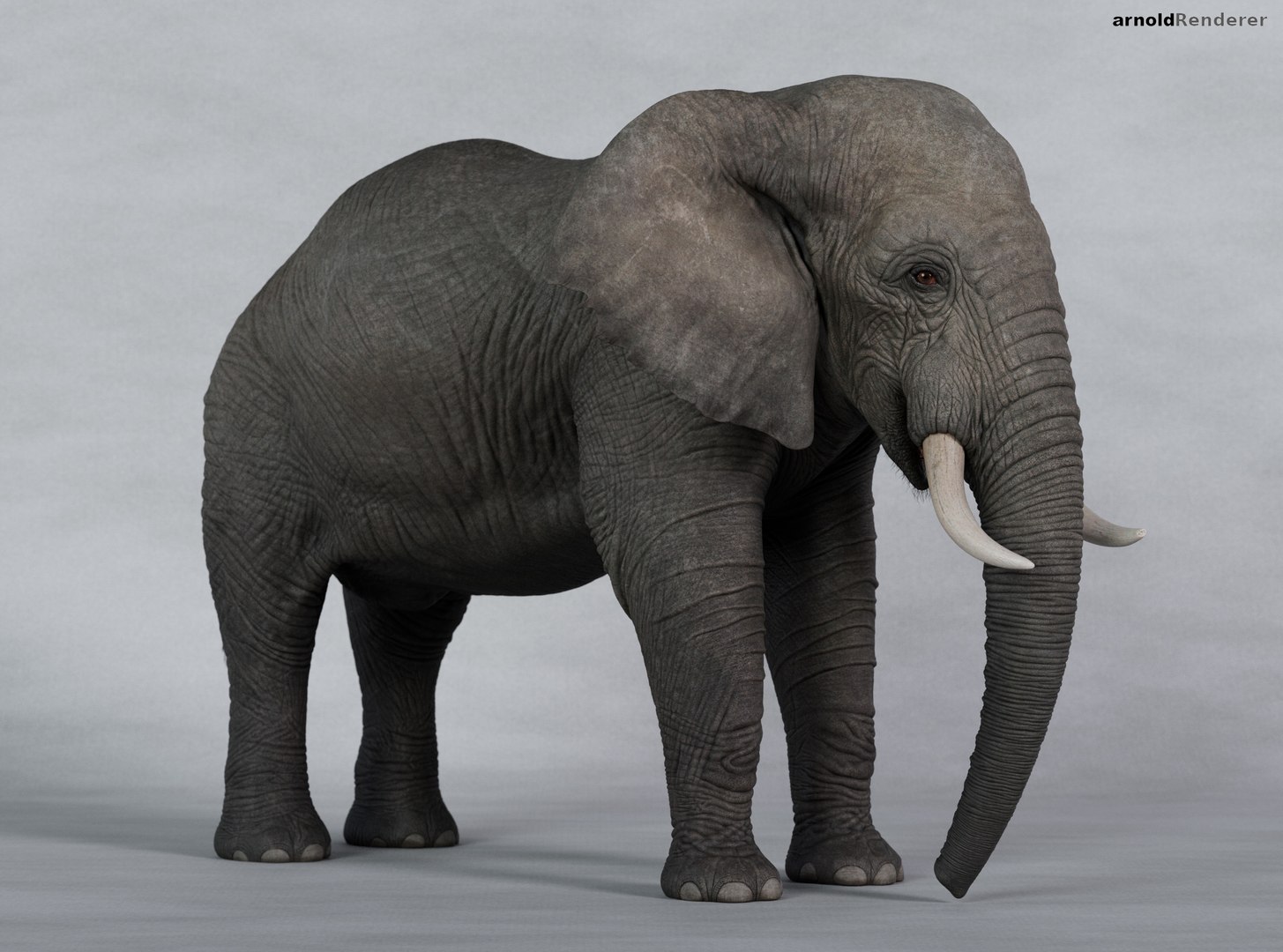 Production Ready Elephant model - No rig 3D model - TurboSquid 2021742