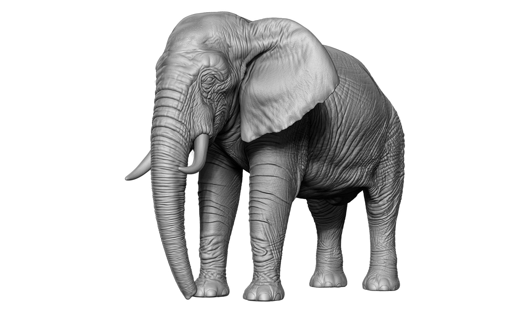 Production Ready Elephant model - No rig 3D model - TurboSquid 2021742