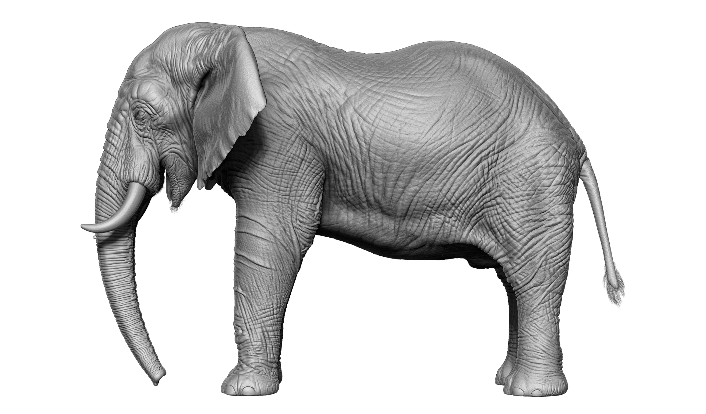 modelo 3d Modelo Elefante listo para producción - Sin equipo ...