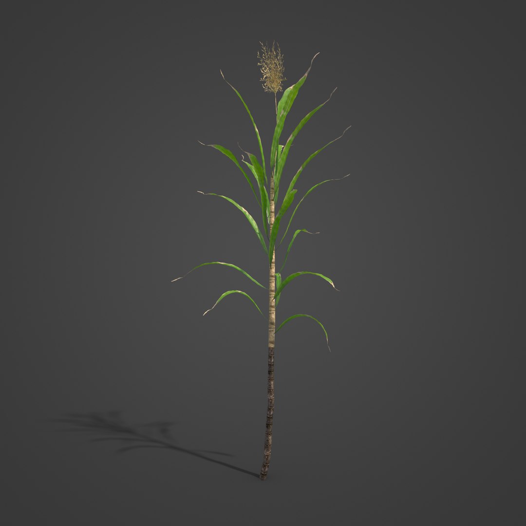 2021 PBR Sugar Cane Collection - Saccharum Officinarum 3D Model ...