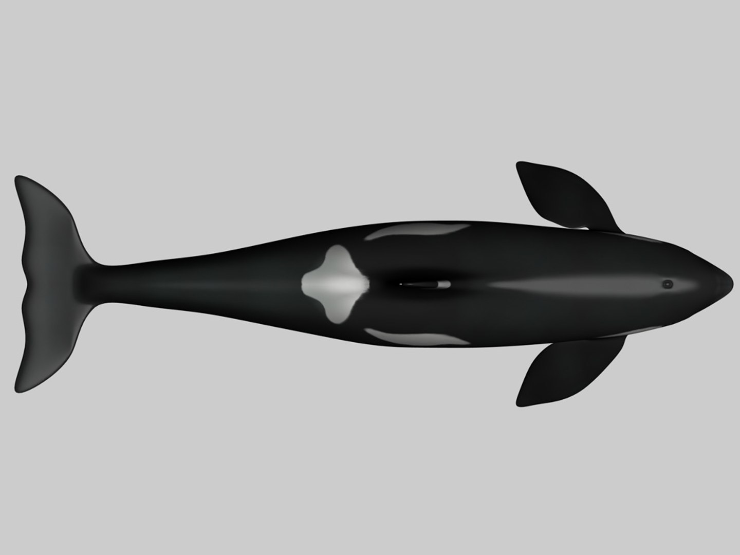 3d orca whale