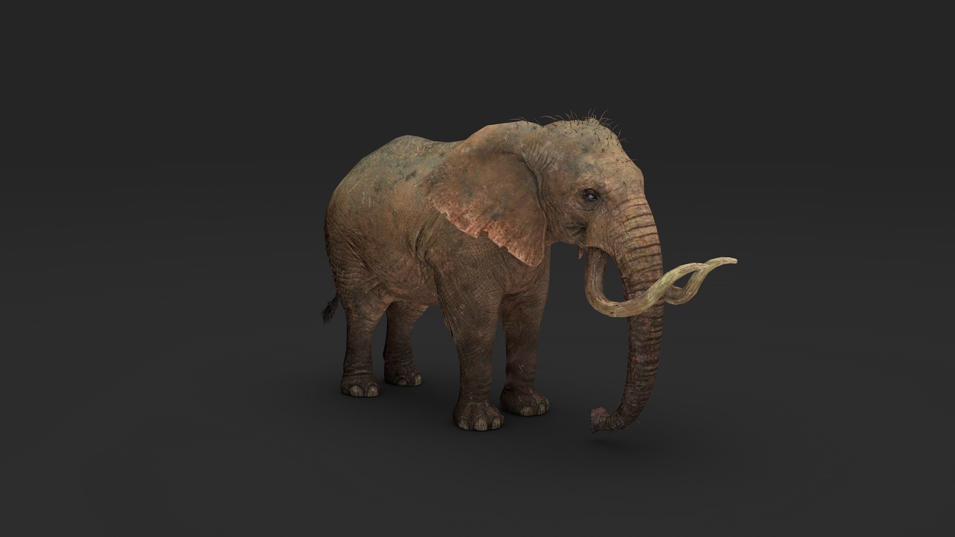 3D Model Elephant - TurboSquid 1853795