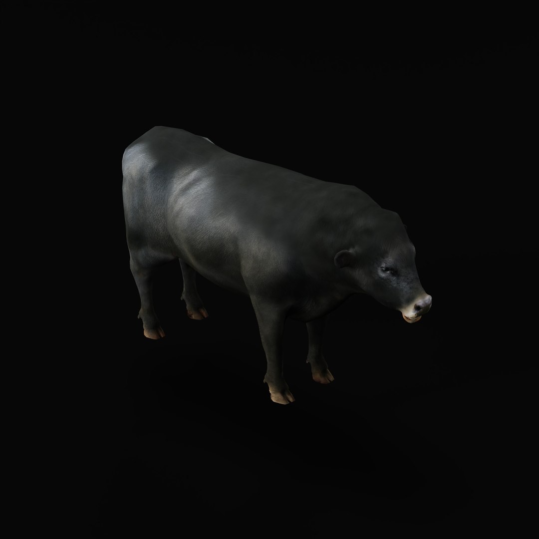 3D Galloway Cattle Model - TurboSquid 2442821
