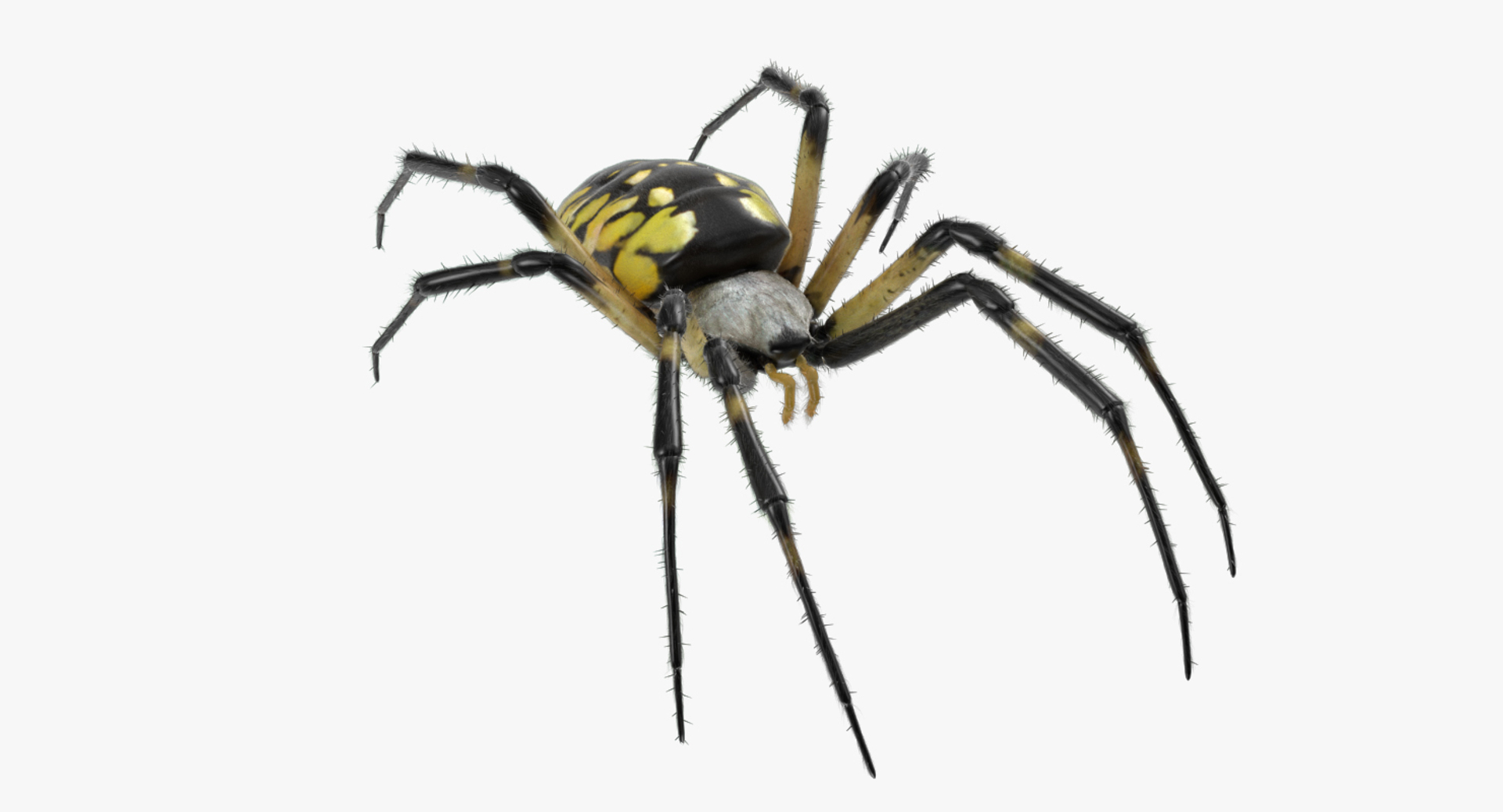 3D Rigged Spiders Model - TurboSquid 1225679