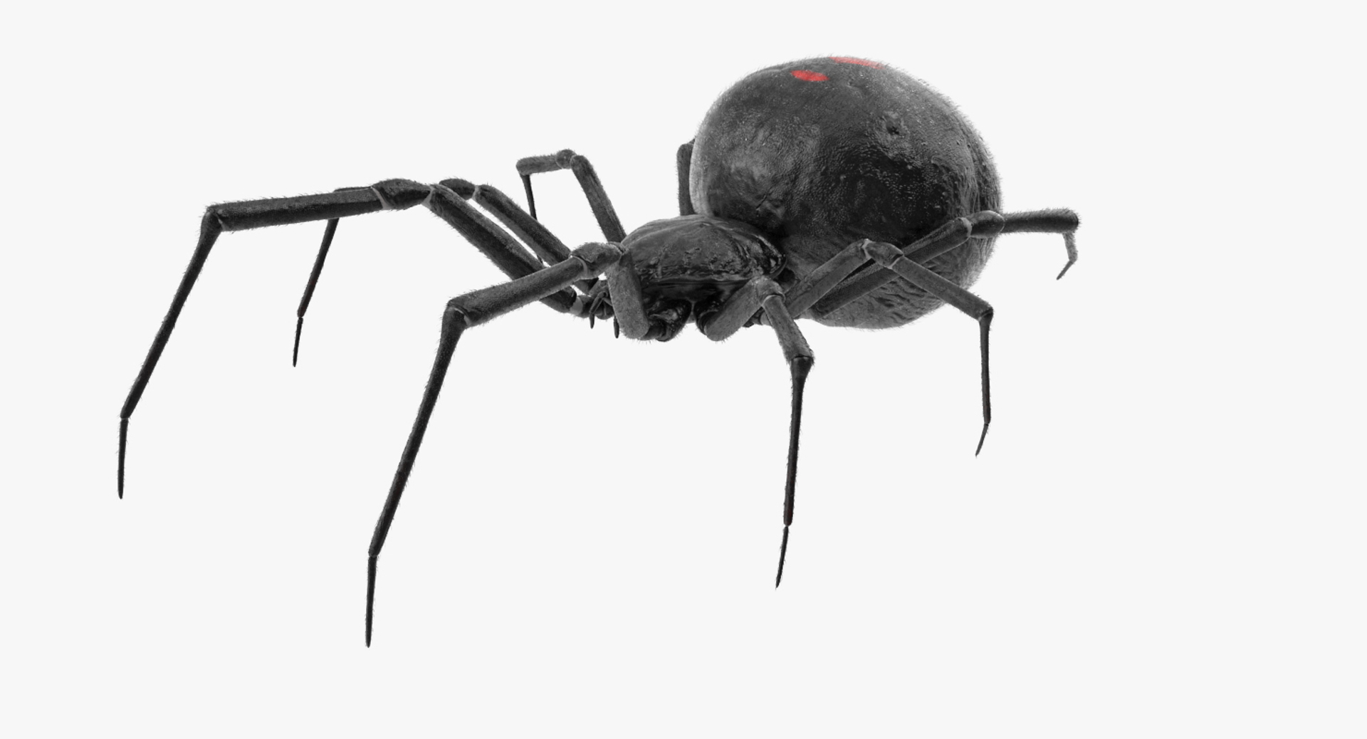3D Rigged Spiders Model - TurboSquid 1225679