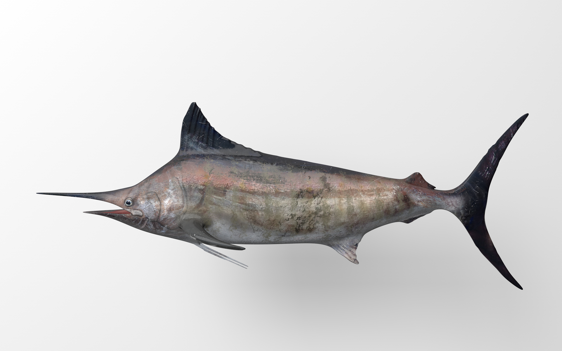 Marlin Rigged L1591 3D model - TurboSquid 1826583