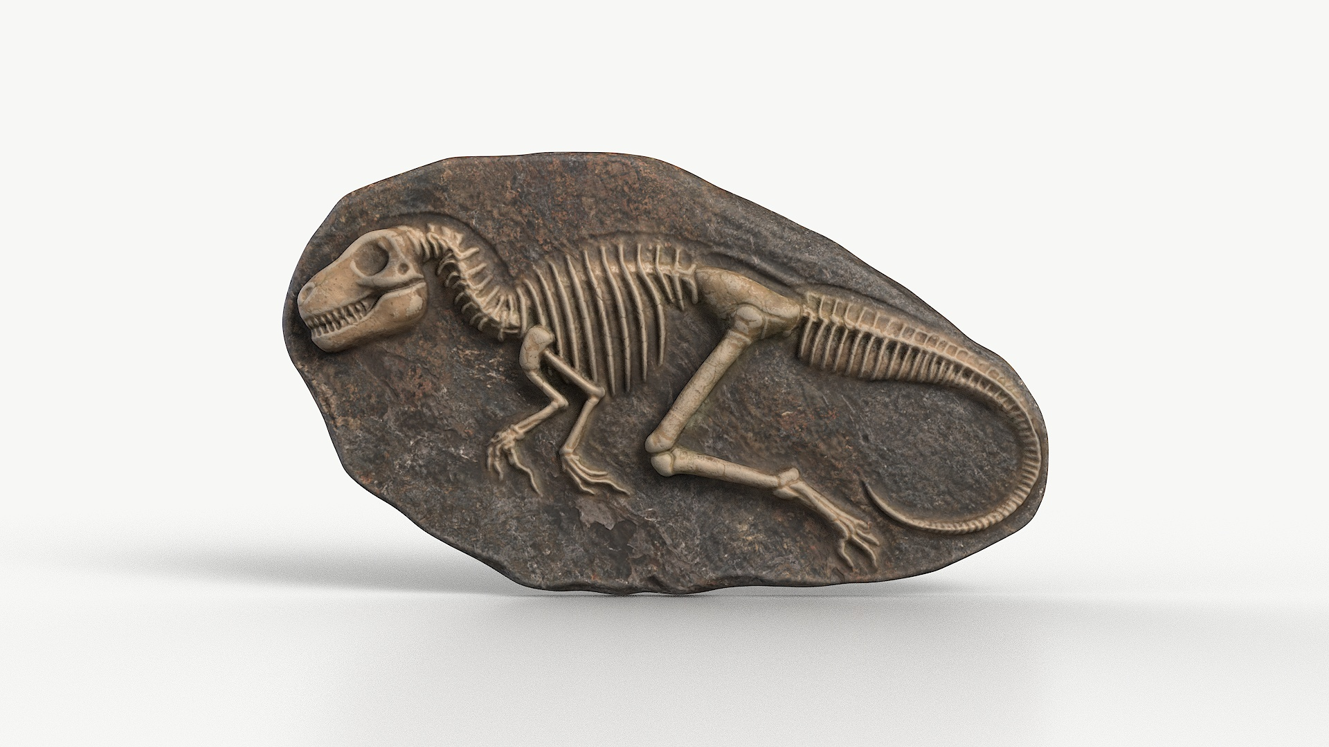 3D 9 Textured Dinosaur Fossils Collection 1 Model - TurboSquid 2300476