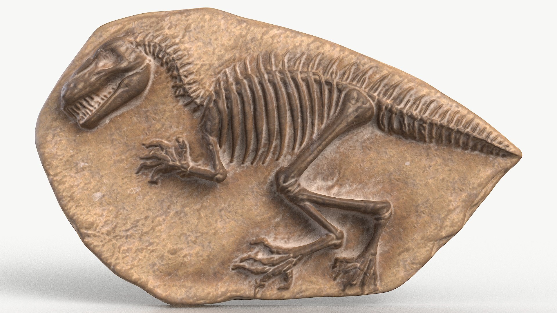 3D 9 Textured Dinosaur Fossils Collection 1 Model - TurboSquid 2300476