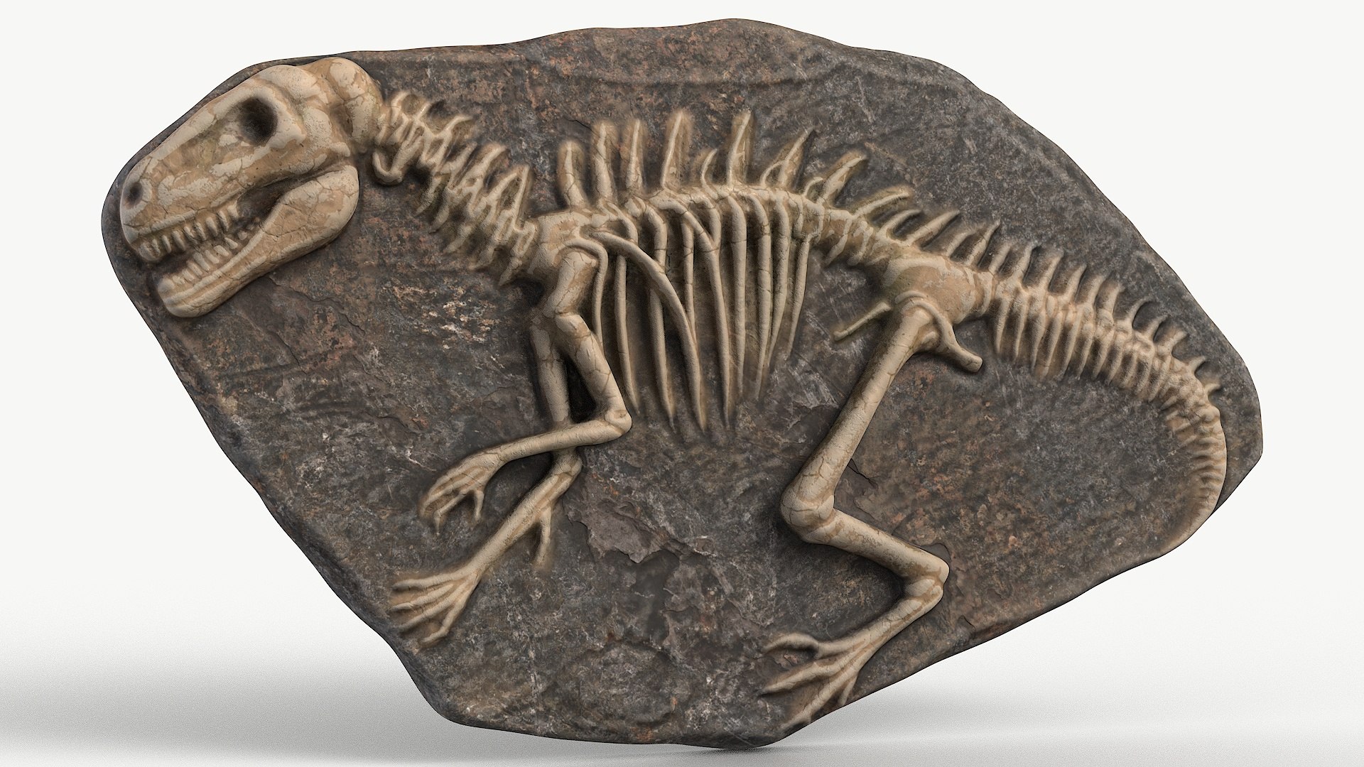 3D 9 Textured Dinosaur Fossils Collection 1 Model - TurboSquid 2300476