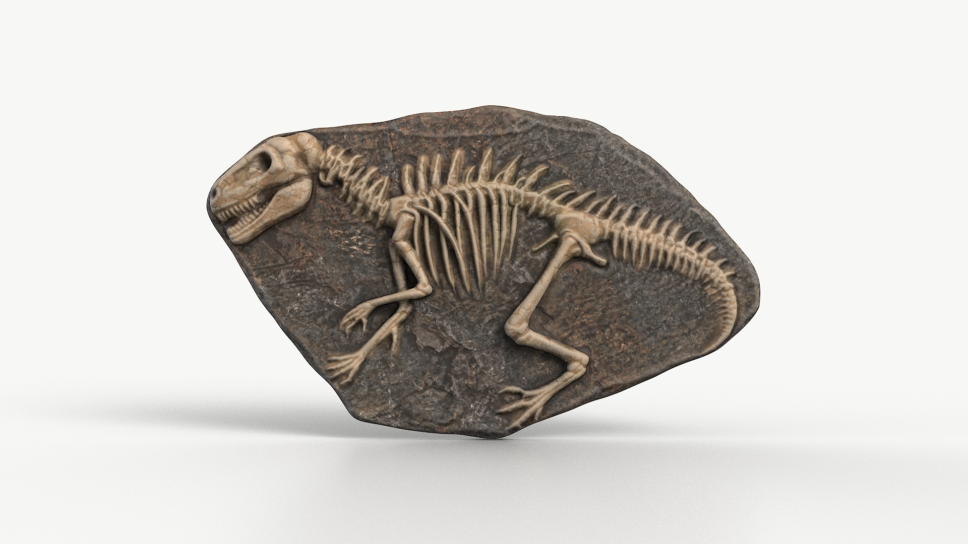 3D 9 Textured Dinosaur Fossils Collection 1 Model - TurboSquid 2300476