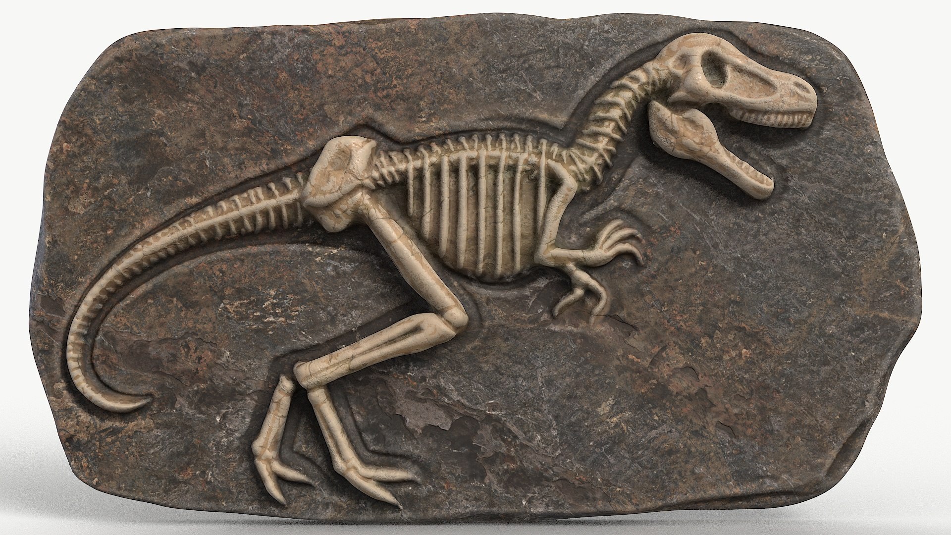 3D 9 Textured Dinosaur Fossils Collection 1 Model - TurboSquid 2300476