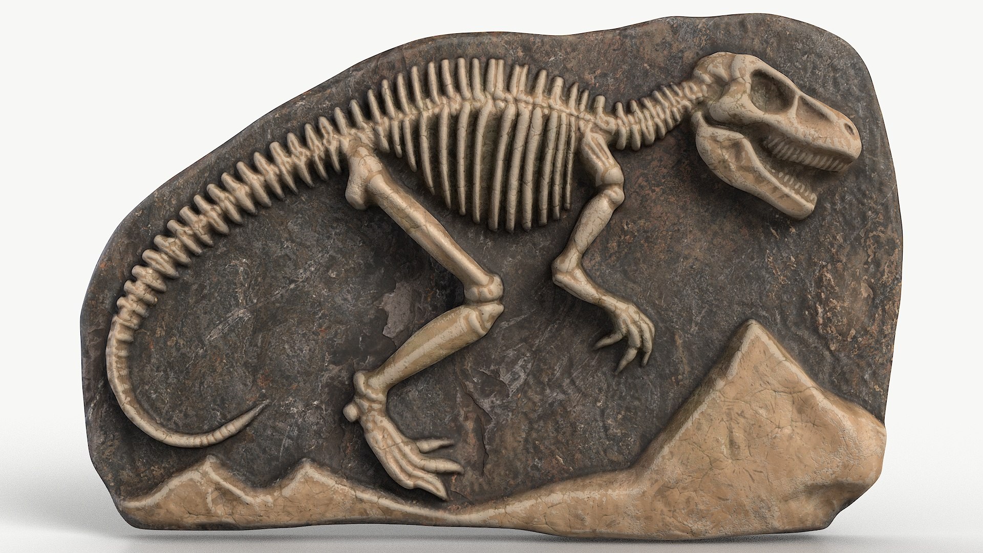 3D 9 Textured Dinosaur Fossils Collection 1 Model - TurboSquid 2300476