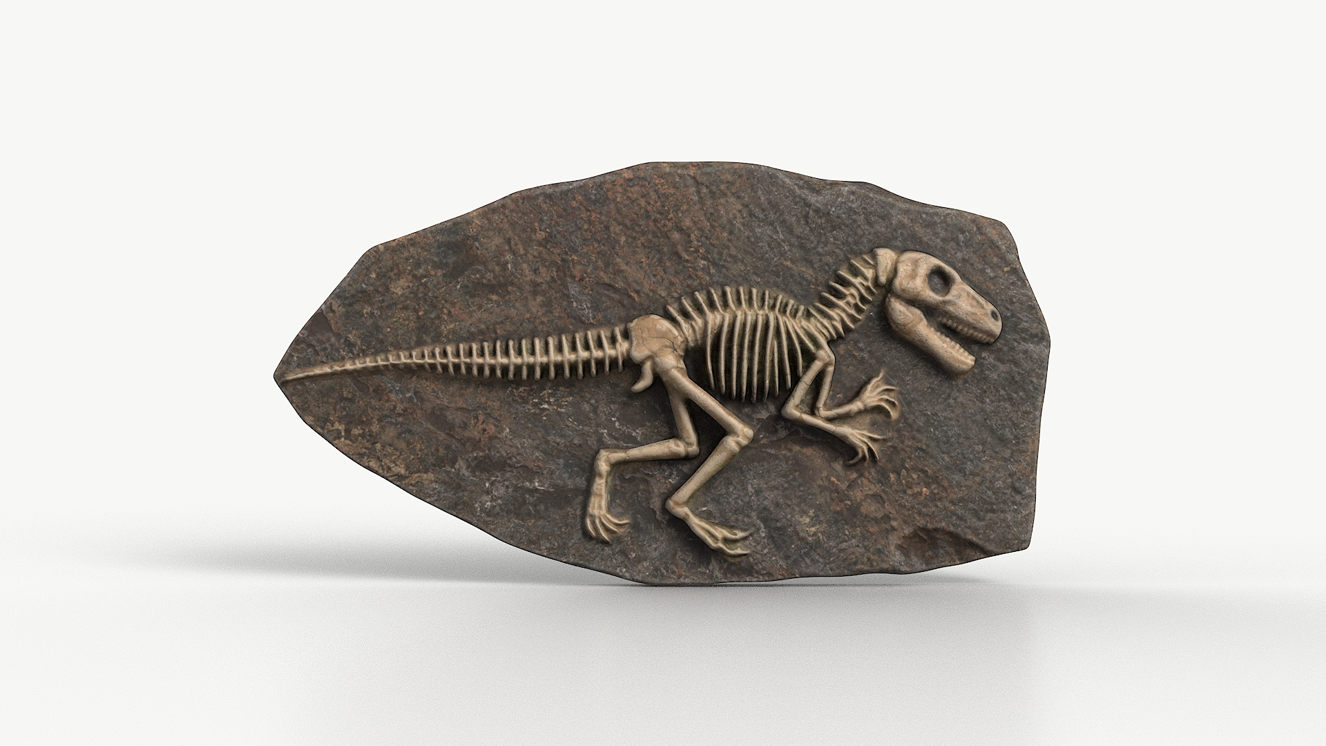3D 9 Textured Dinosaur Fossils Collection 1 Model - TurboSquid 2300476