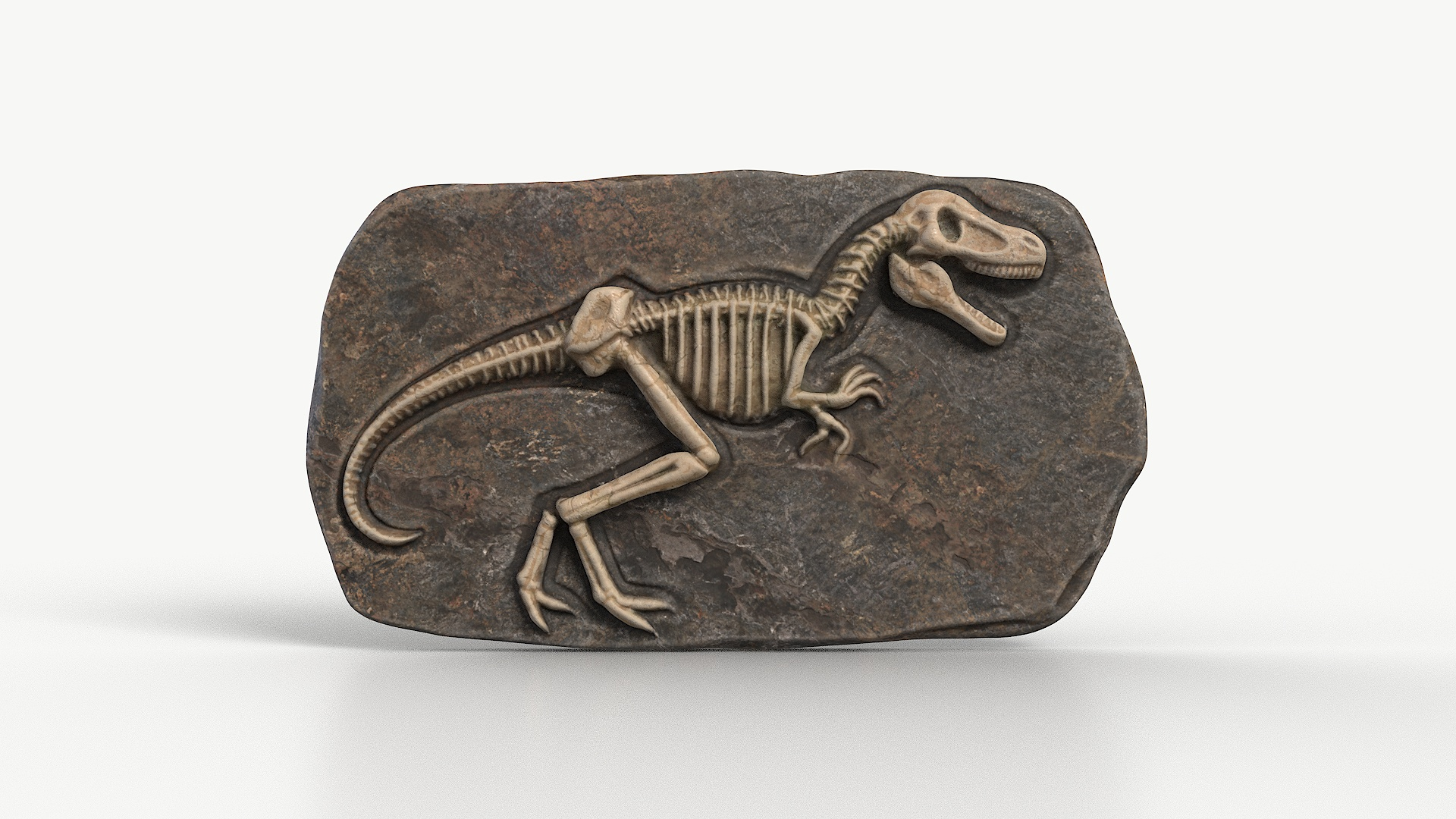 3D 9 Textured Dinosaur Fossils Collection 1 Model - TurboSquid 2300476