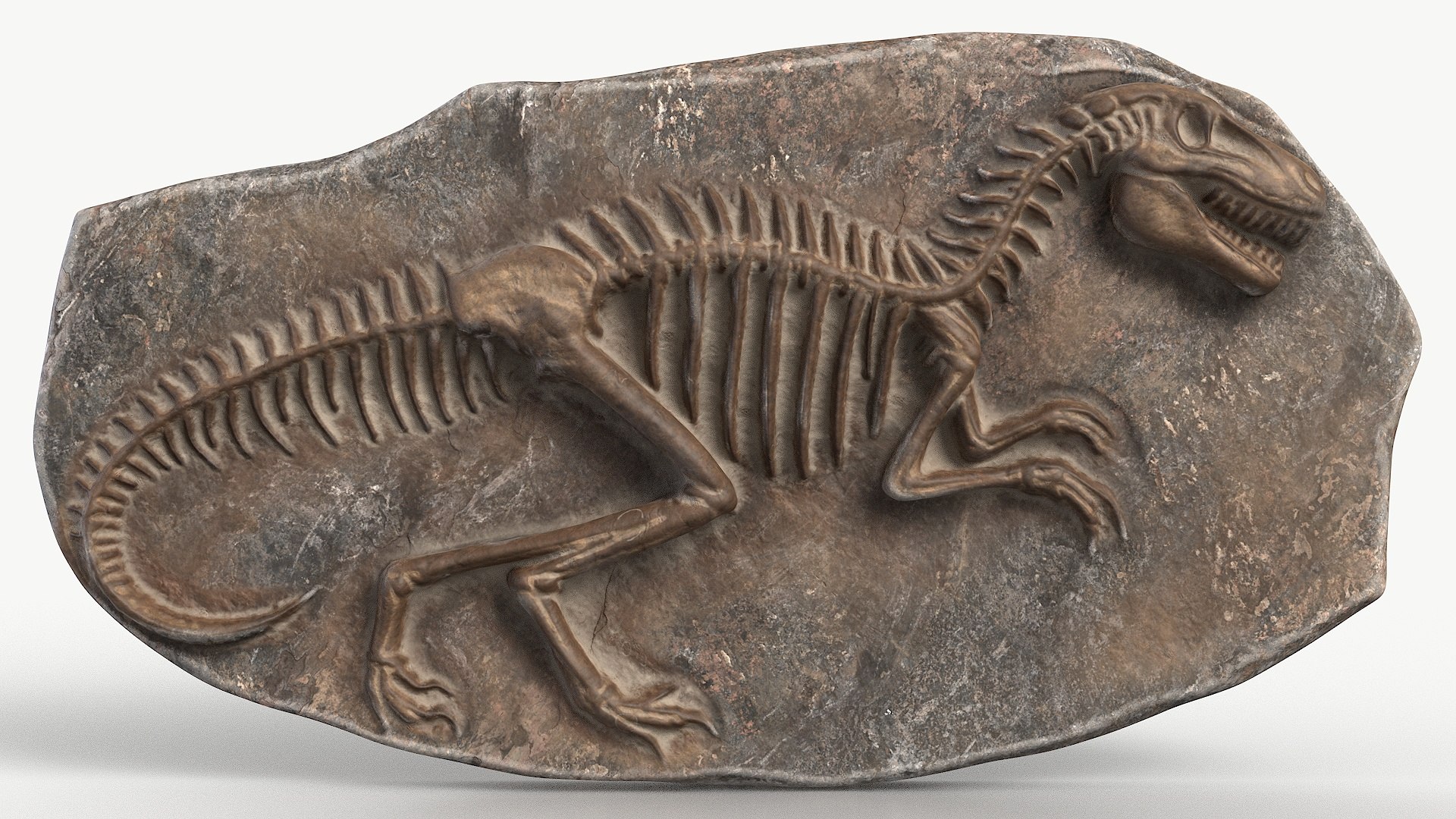 3D 9 Textured Dinosaur Fossils Collection 1 Model - TurboSquid 2300476