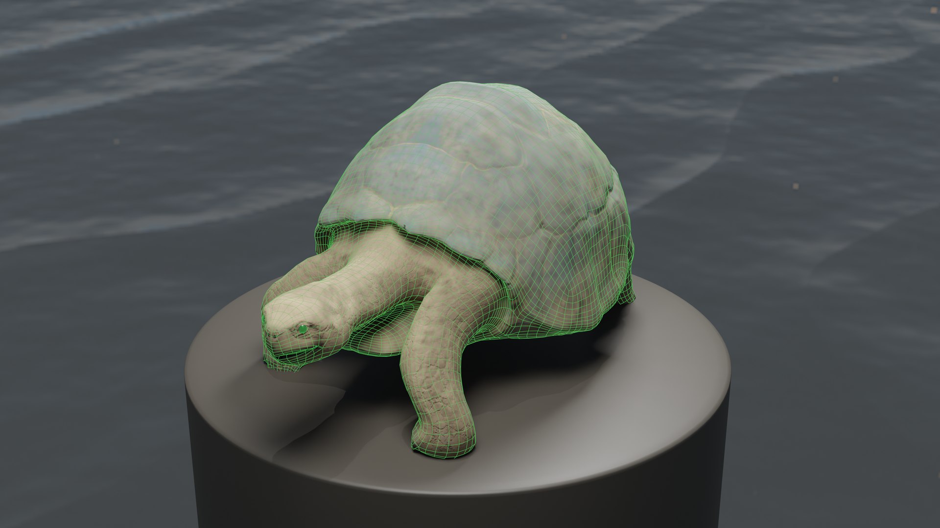 Howard The Turtle 3D Model - TurboSquid 2070139