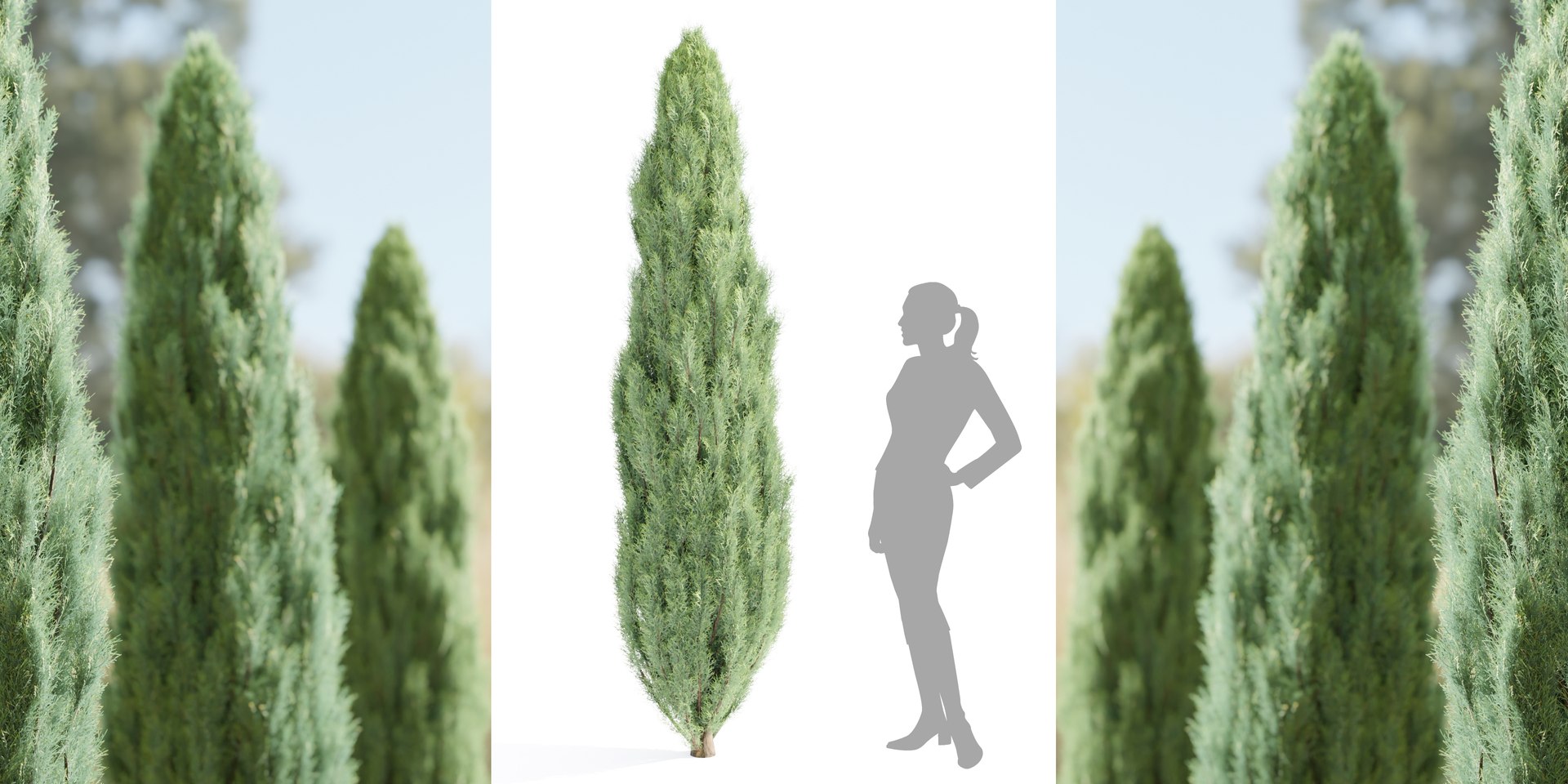 3D Juniper Trees Collection Vol 20-Blender - TurboSquid 2107444